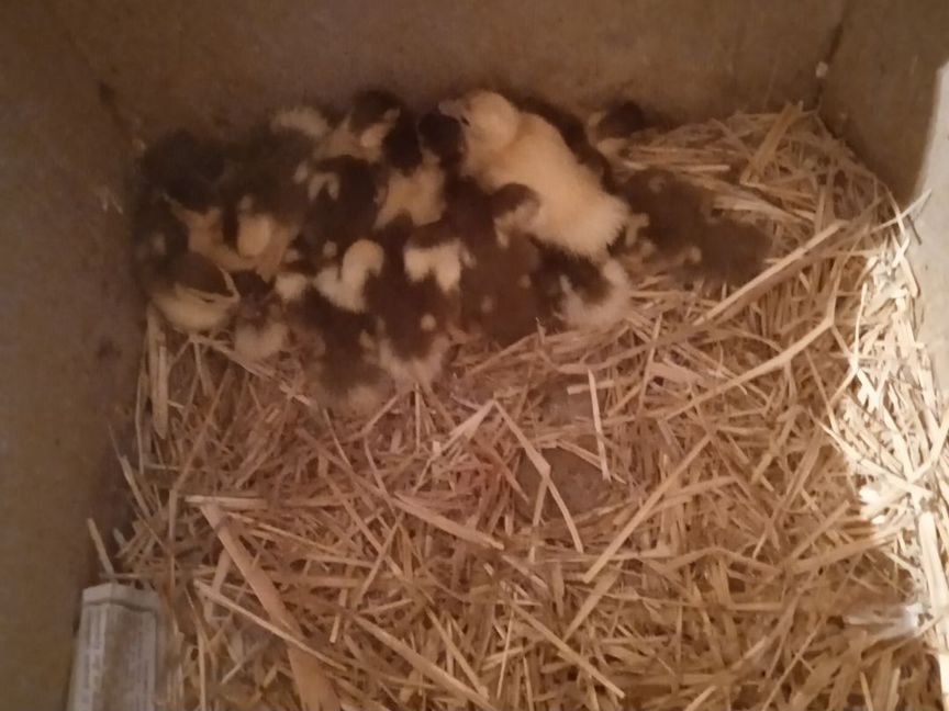 Утята индоутки суточные