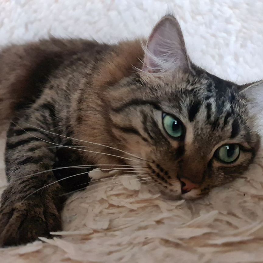 Котик в добрые руки