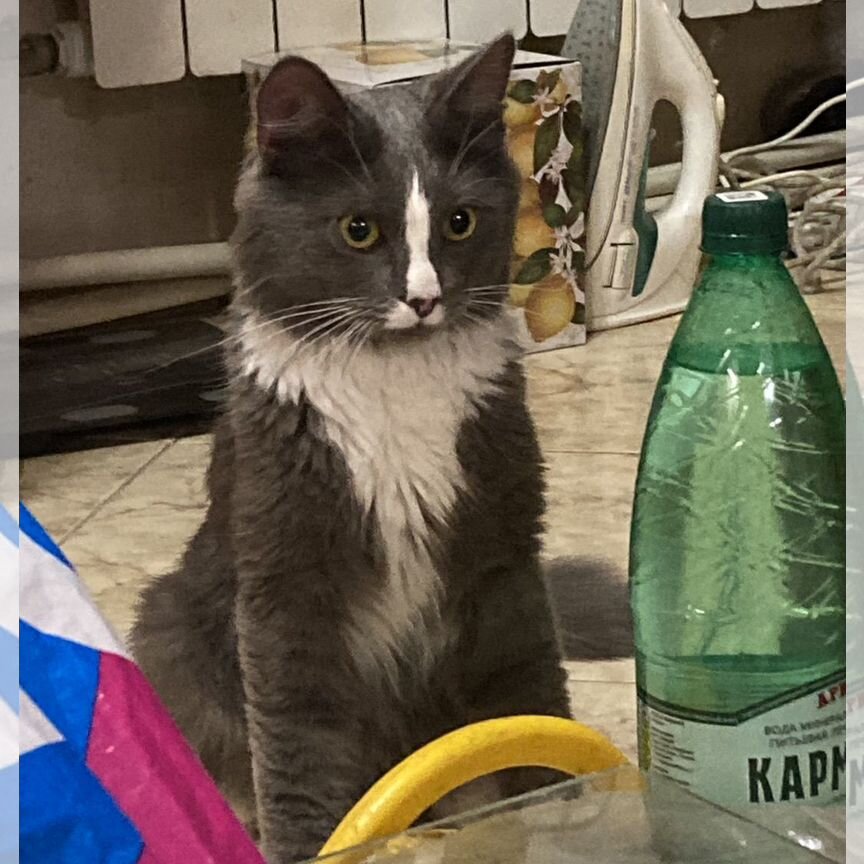 Котёнок в добрые руки