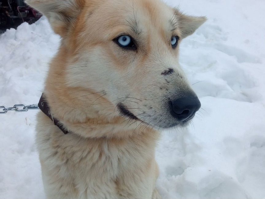 Собака