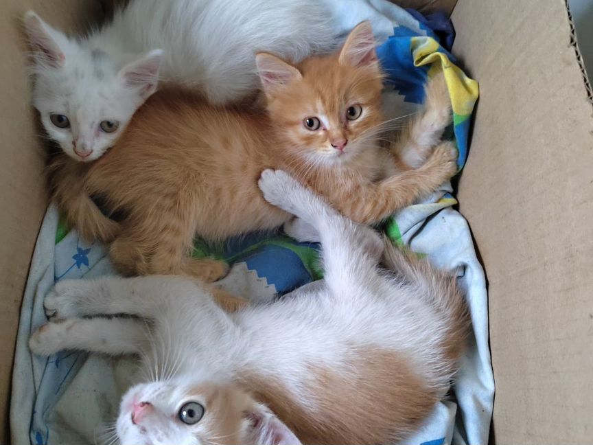 Котята в добрые руки