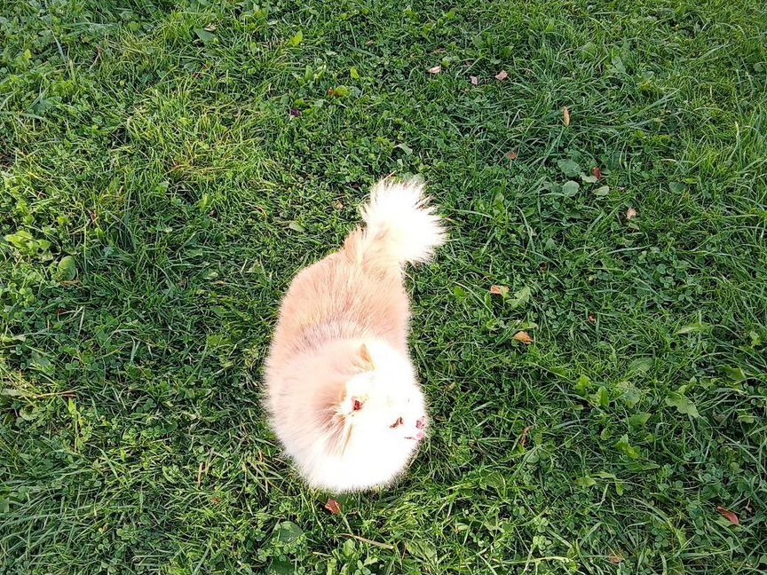 Отдам собачку шпица в хорошие, добрые руки