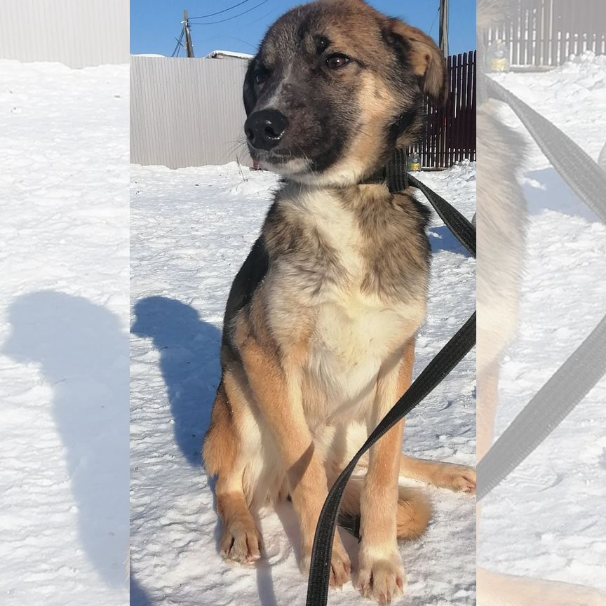 Щенок в добрые руки