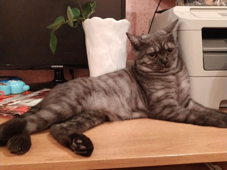 Кошка Скотишь Страйт