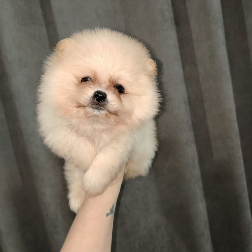 Щенки