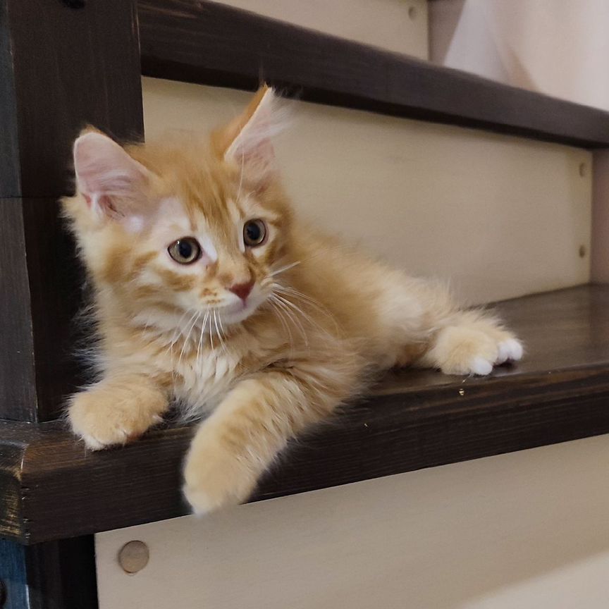 Курильский бобтейл длинношёрстный котёнок