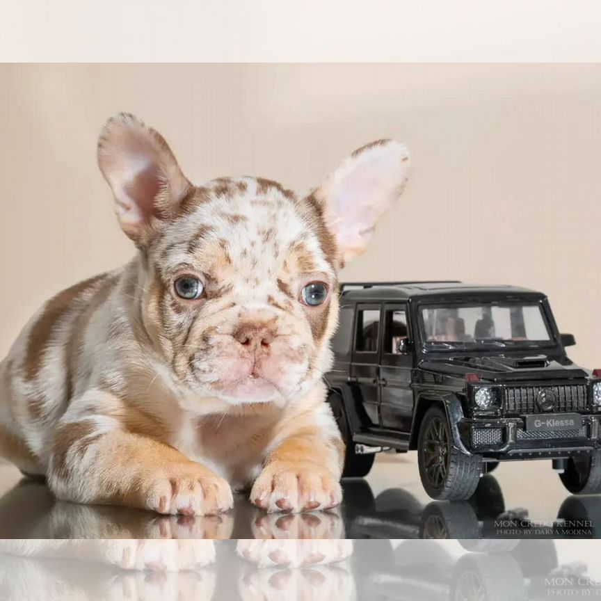 Французский бульдог, щенок