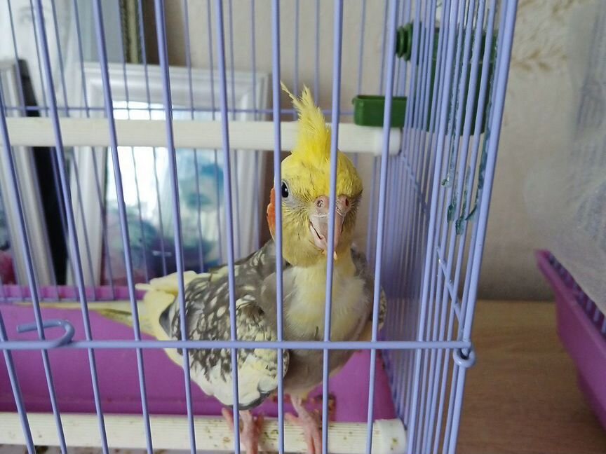 Попугай корелла с клеткой