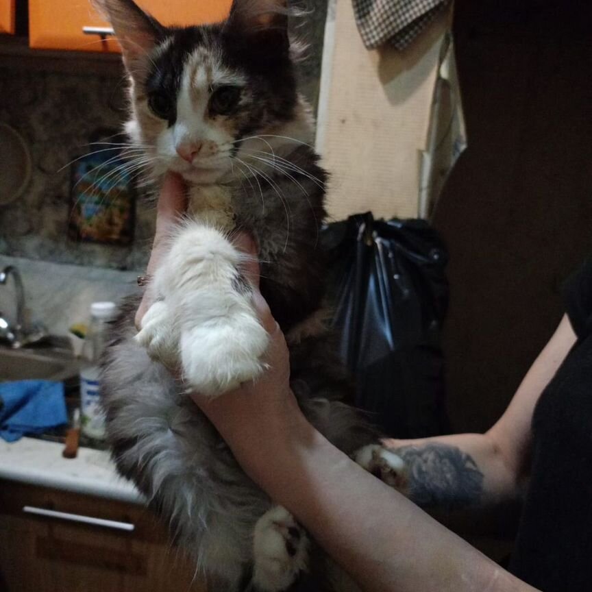 Отдам котят майкун