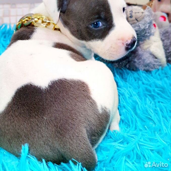 Супер крупные шикарные стаффики,доставка