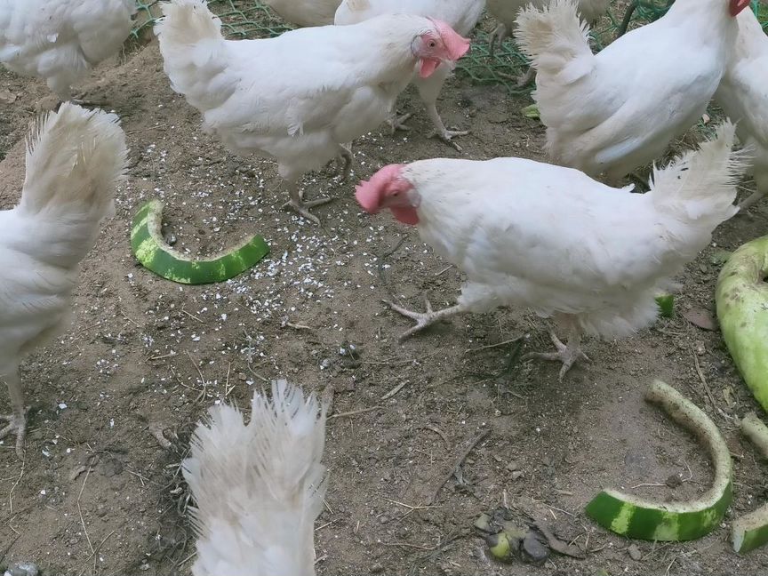 Куры несушки