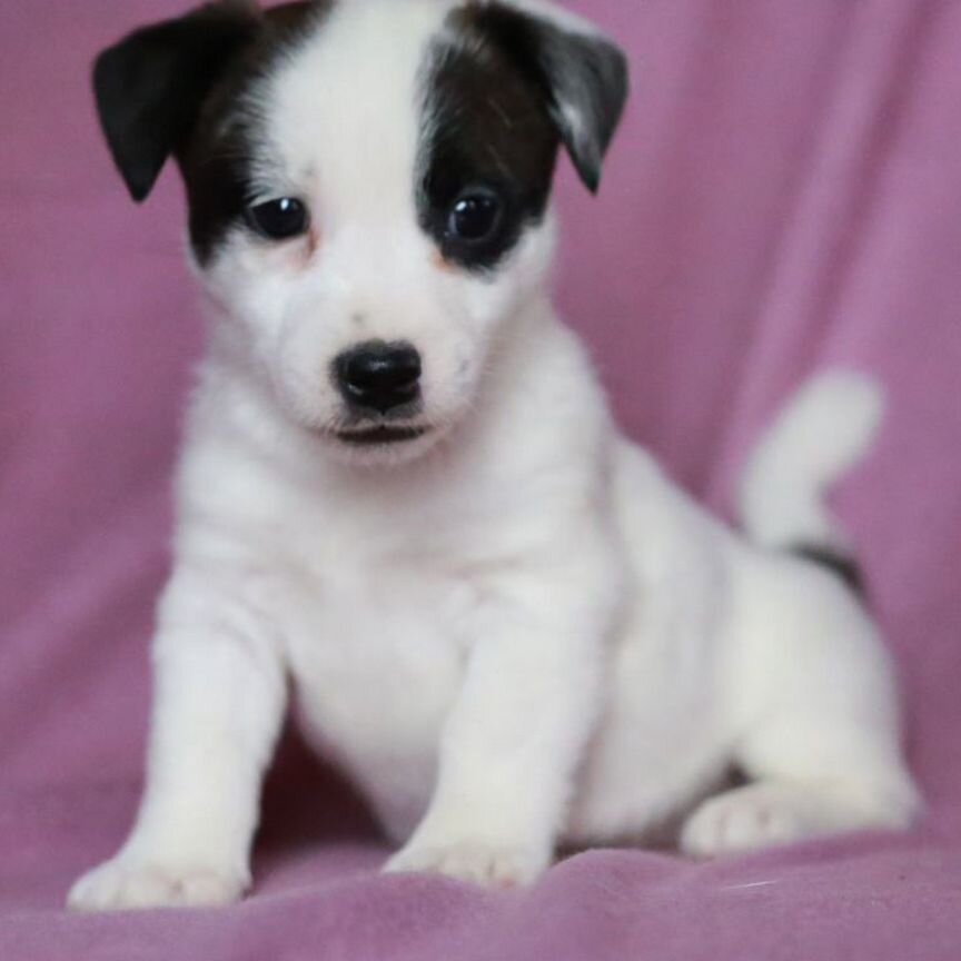 Джек-рассел-терьер, щенок
