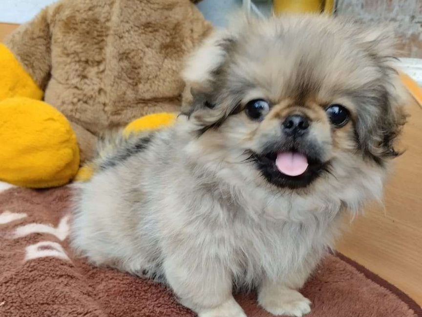 Девочка Пекинес