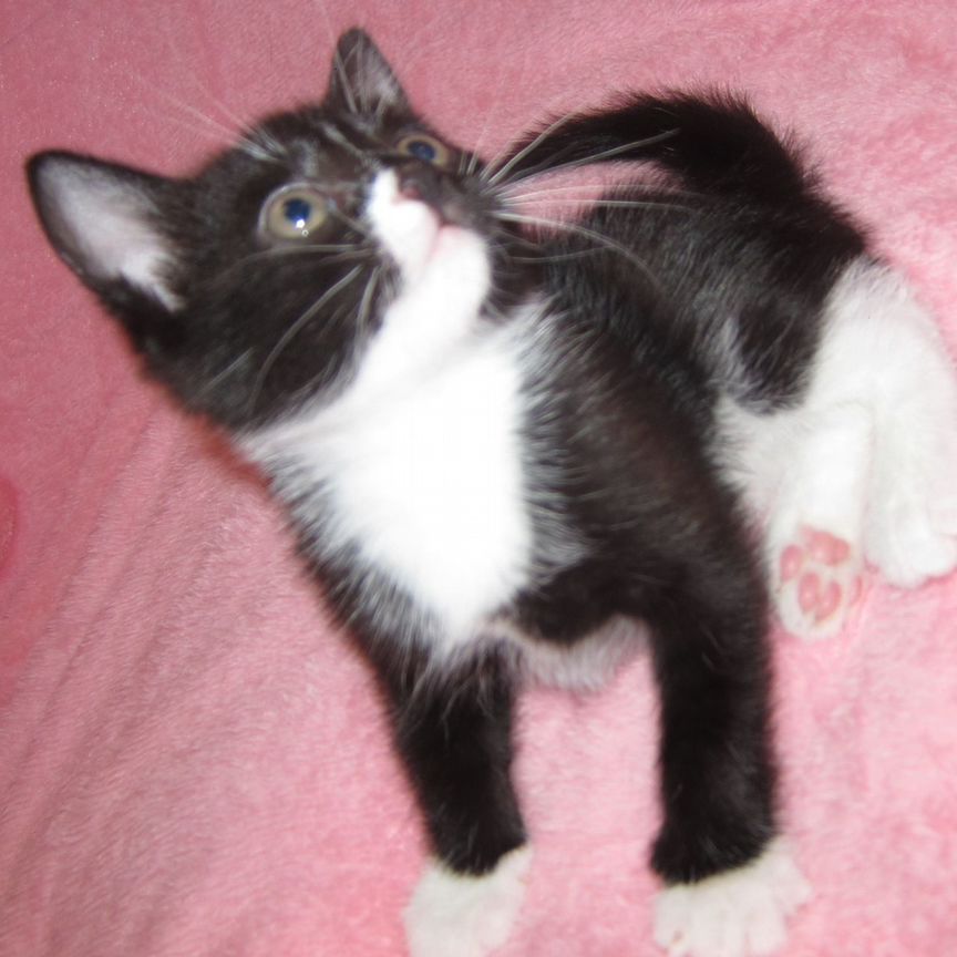 Сибирский котёнок