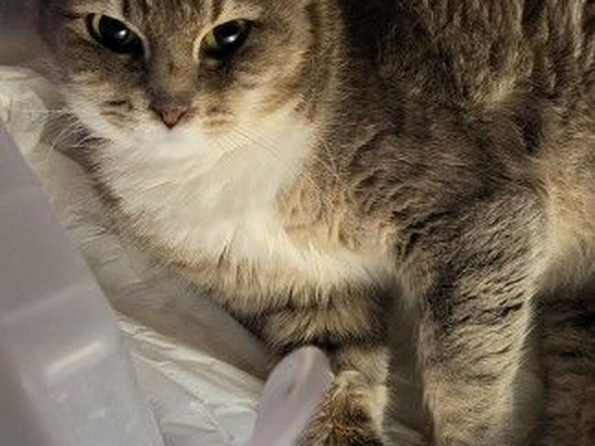 Кошечка Тоня. Шанс на жизнь