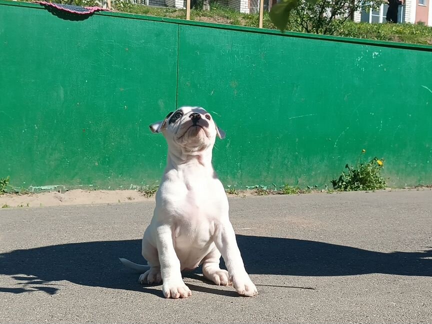 Американский бульдог щенки