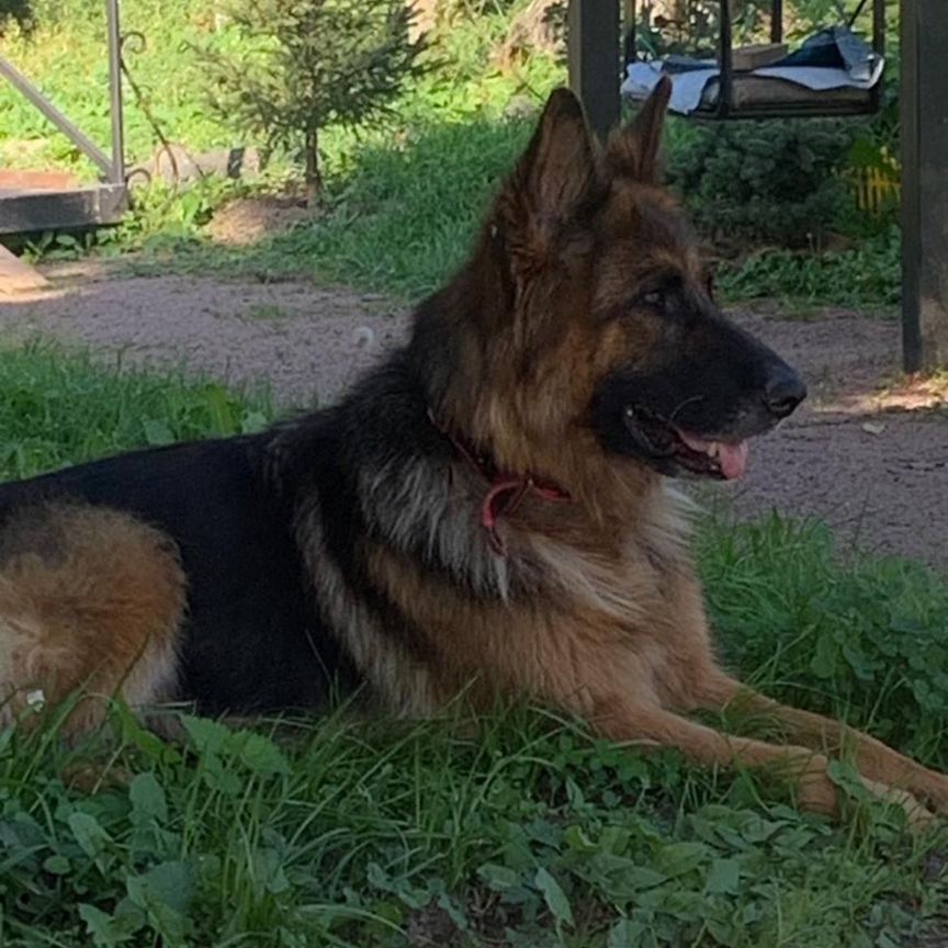 Щенки немецкой овчарки