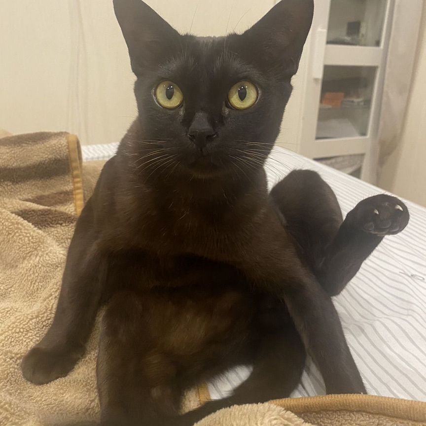Бурманский кот