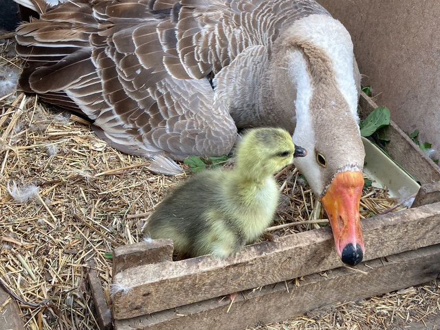 Продажа гусей холмогорских