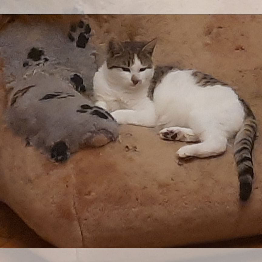 Котенок подросток мальчик отдам
