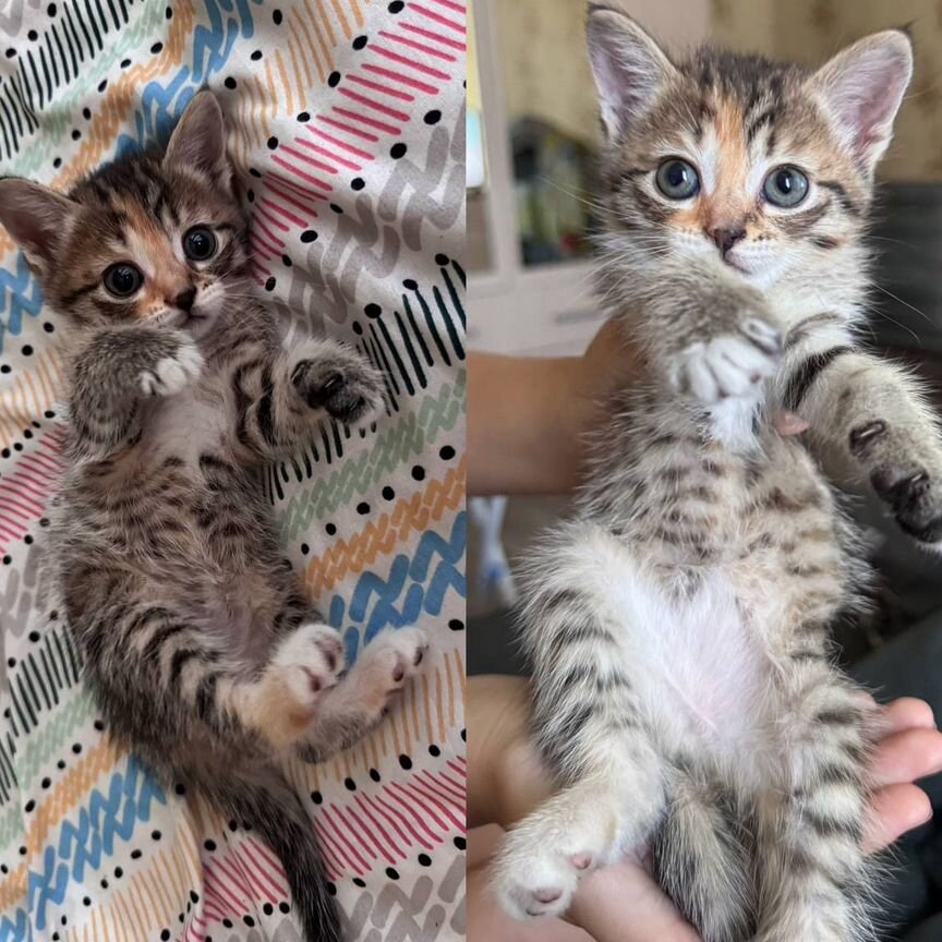 Котенок в добрые руки