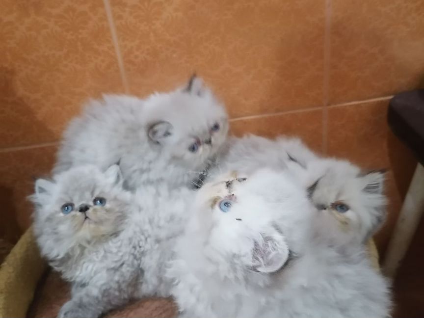 Котята в персидские