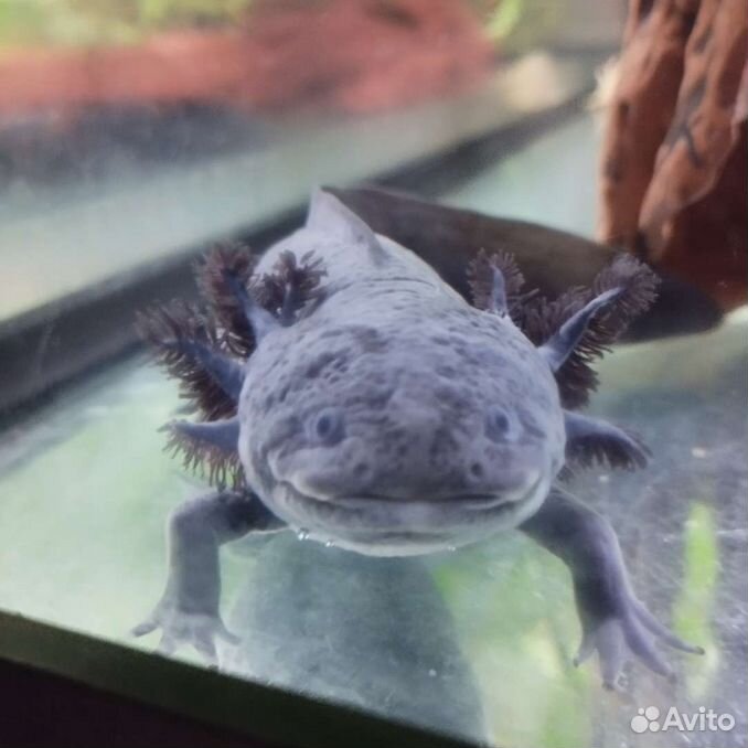 Аксолотль с аквариумом