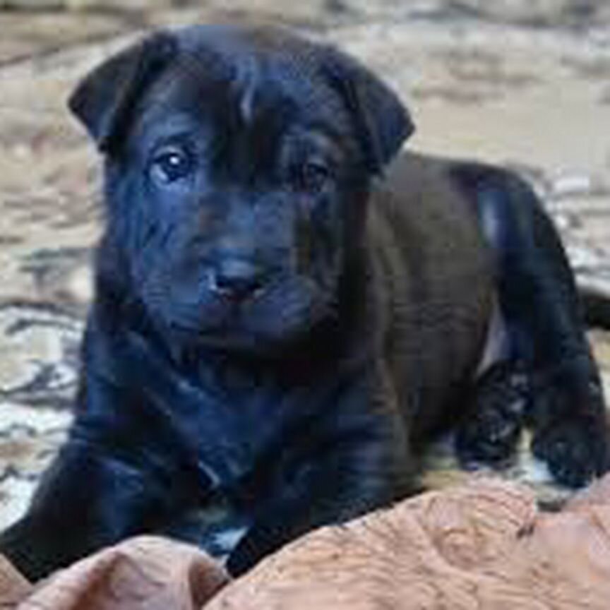 Отдам щенков Шарпея,мальчики,черные