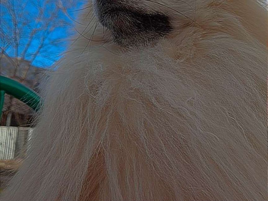 Шпиц ищет невесту. Не развязан