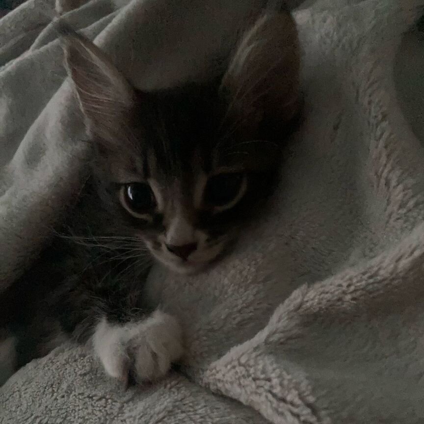 Котёнок в добрые руки