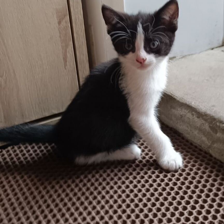 Котик бесплатно в добрые руки