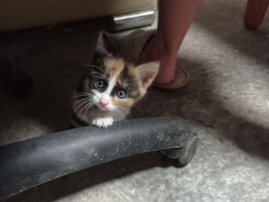 Кошки в добрые руки бесплатно