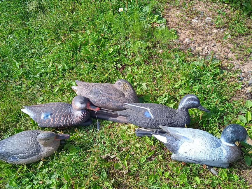Утки подсадные для охоты