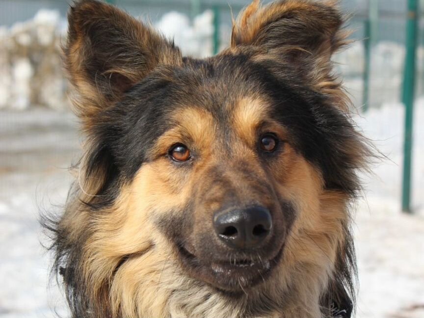 Бывшедомашний пес Буржуй. Приют Некрасовка