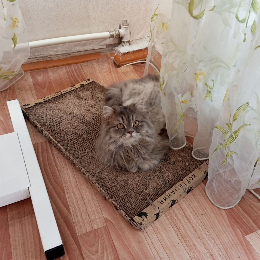 Кошка "Буся" домашняя