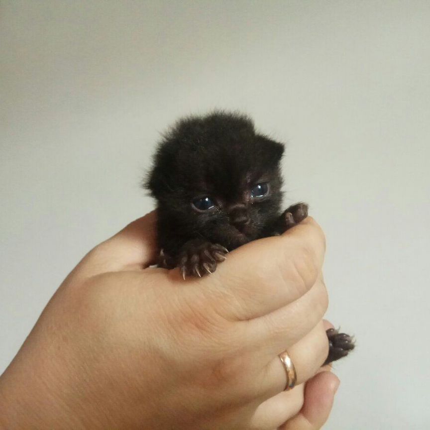 Черный котенок в добрые руки