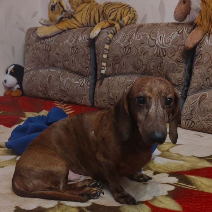 Такса, взрослый пёс