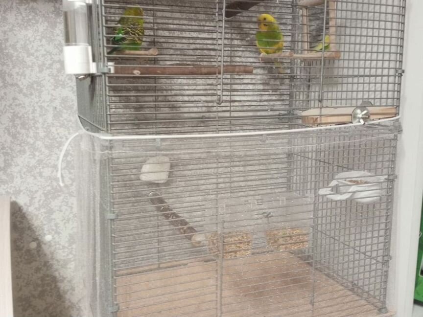 Попугаи волнистые