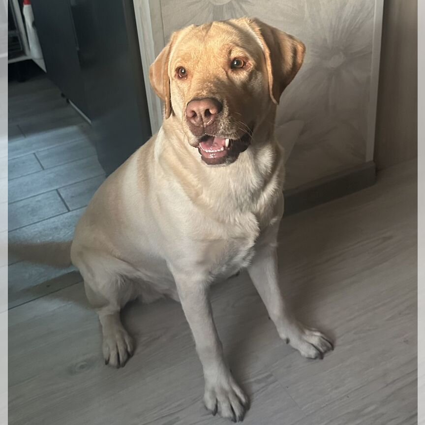 Лабрадор-ретривер, взрослая собака