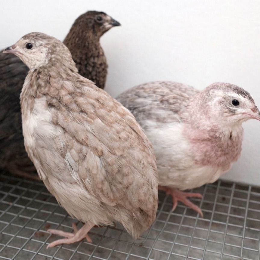 Инкубационное яйцо перепелов Селадонов