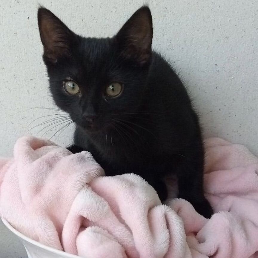Черный котенок