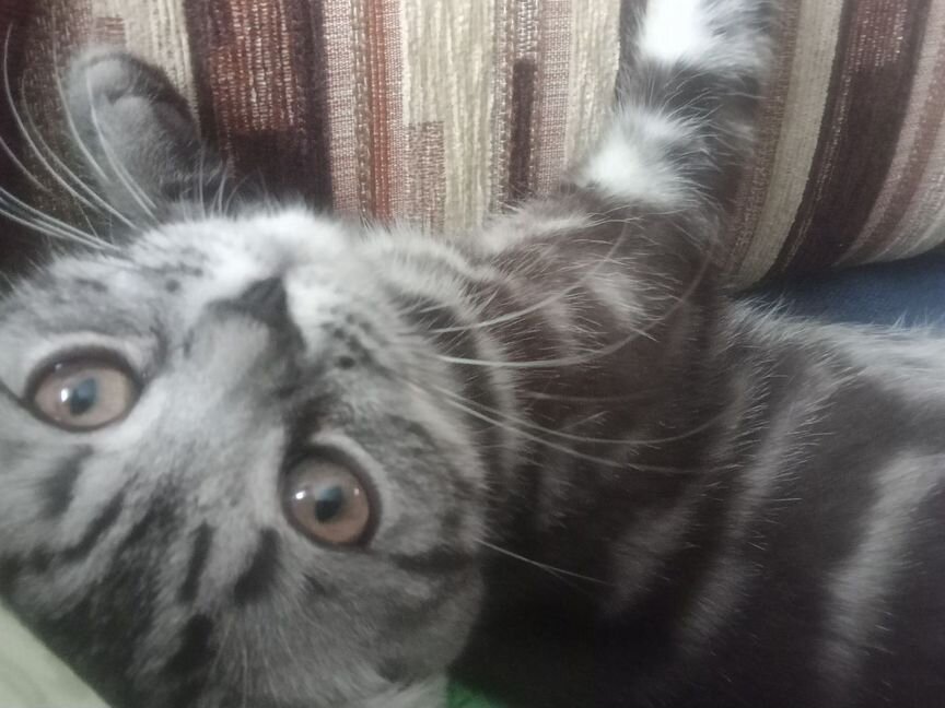 Шотландская кошка