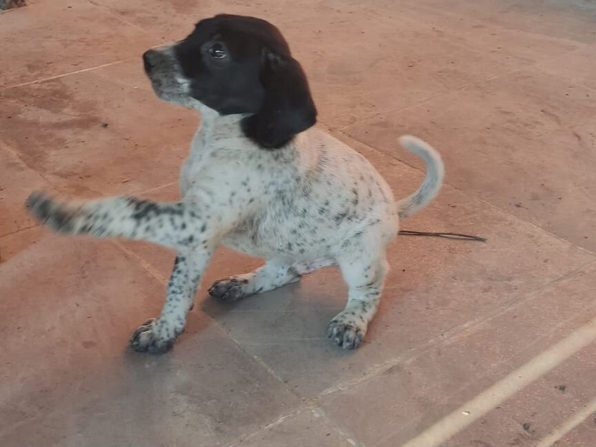 Отдаю в хорошие руки щенков курцхаара