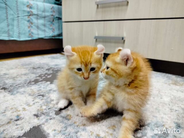 Американский кёрл