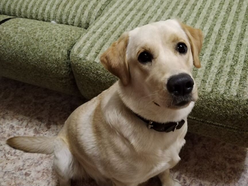 Отдам в добрые руки лабрадора