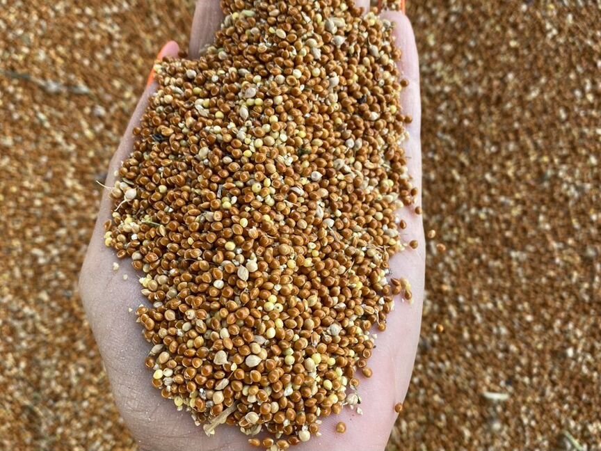 Просо красное