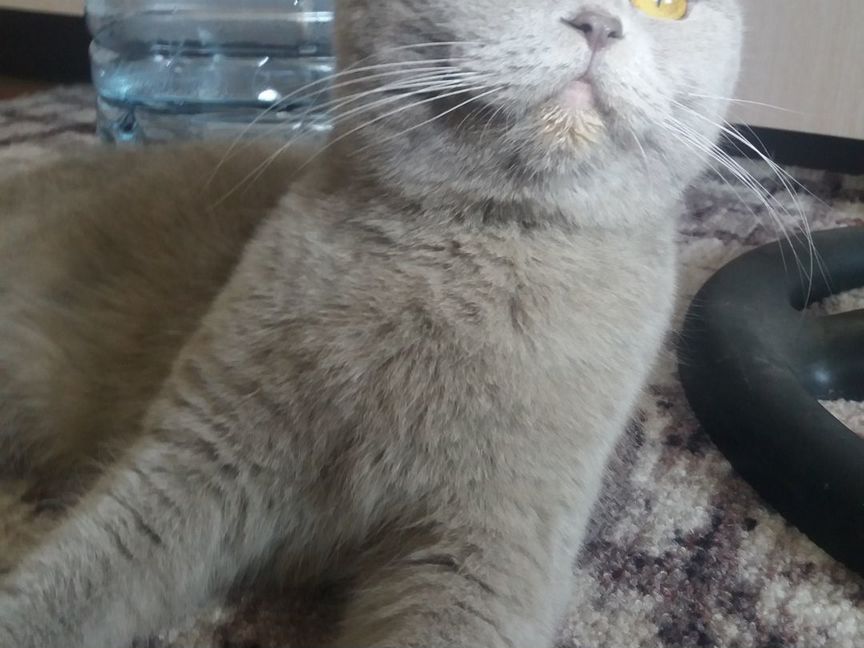 Ищем котика британца прямоухого