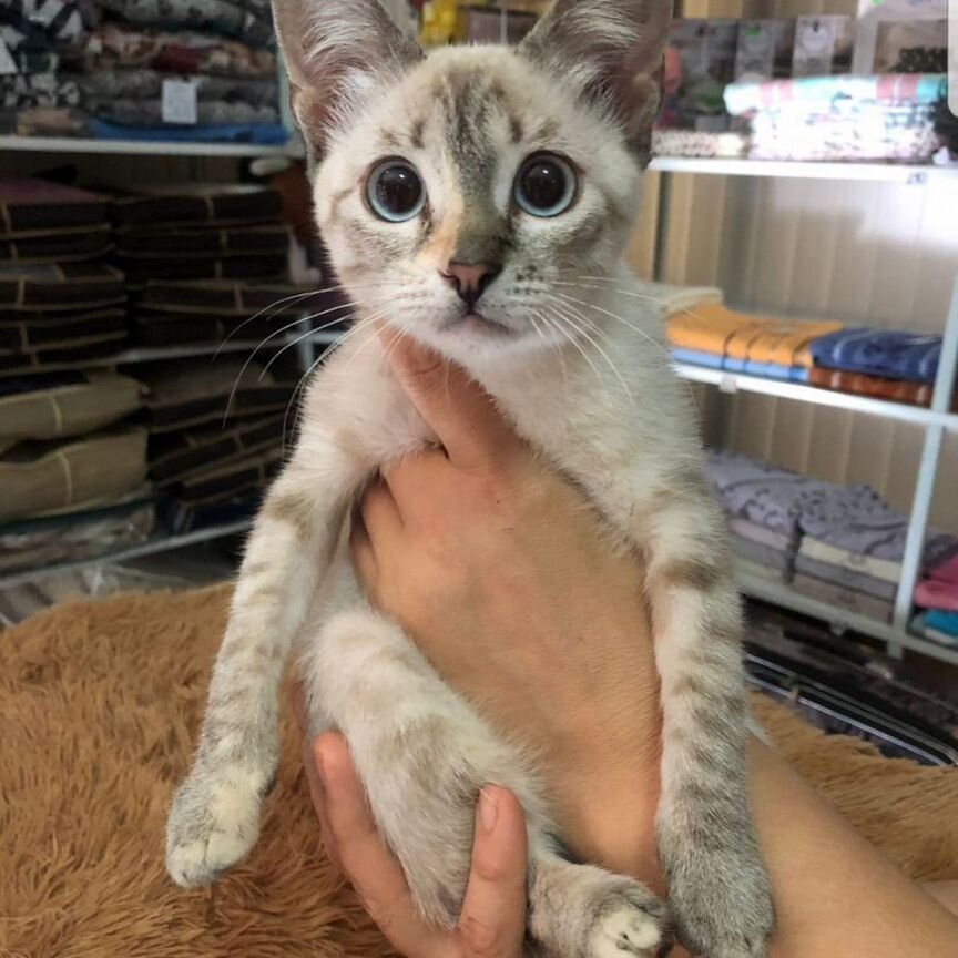 Молодая кошечка полгода