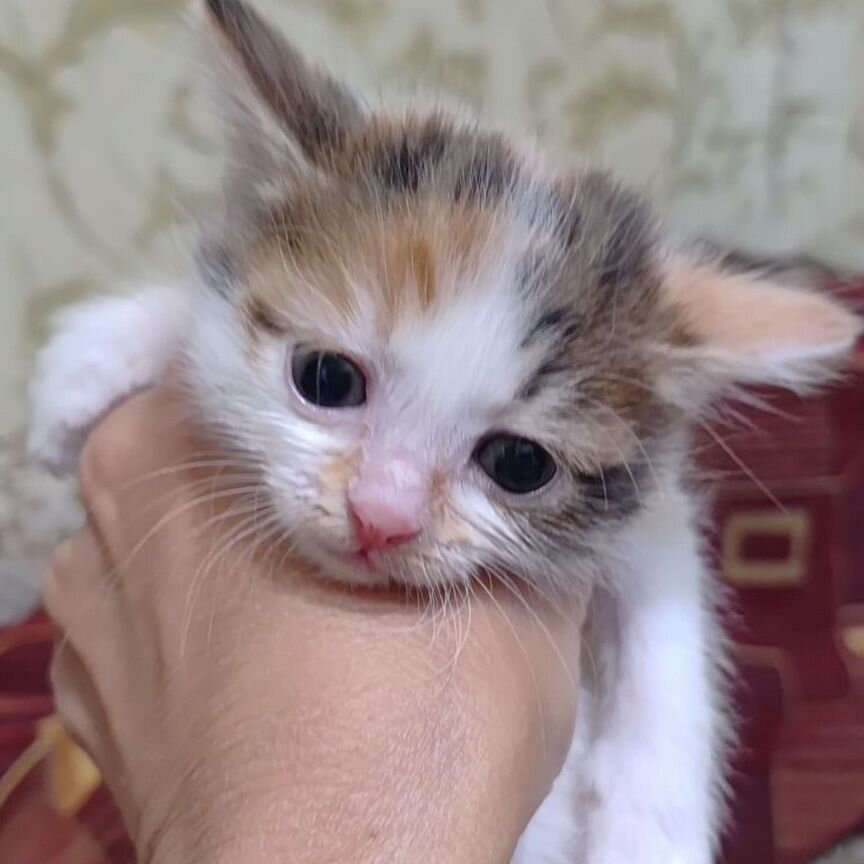 Курильский бобтейл короткошёрстный котёнок