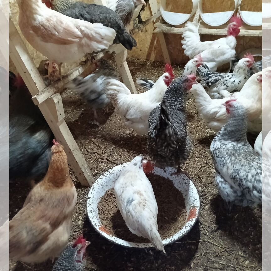 Молодые петушки этого года